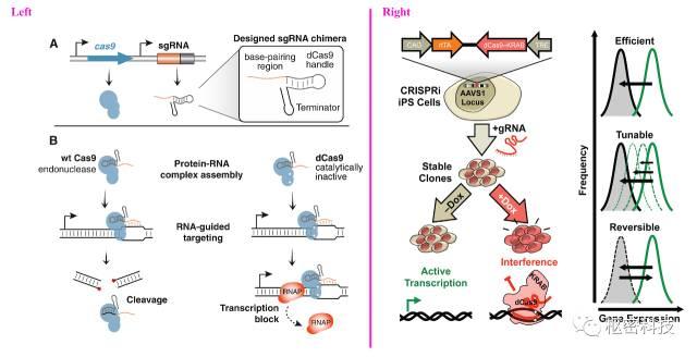 基因沉默哪家强？CRISPRi vs. RNAi ！CRISPRi和RNAi各有什么特点？ - 知乎
