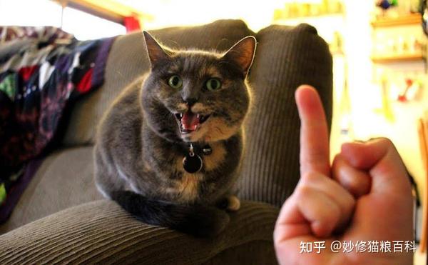 猫咪 反骨”的7个表现,你家猫是逆子吗? 知乎