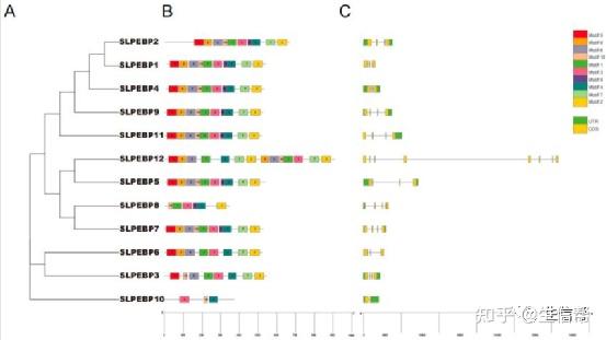 基因家族详细解读｜番茄PEBP基因家族 - 知乎
