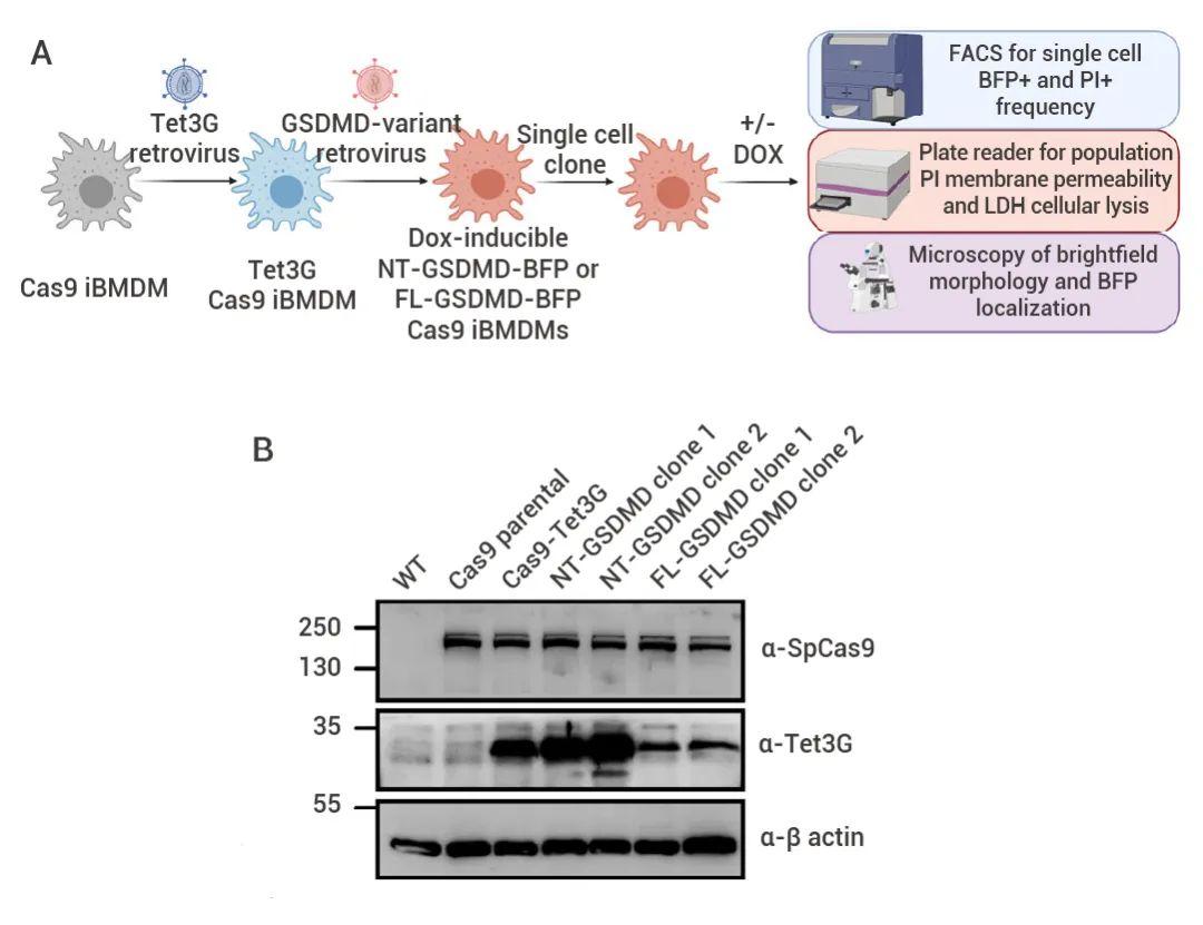 线粒体损伤：细胞炎性坏死 (焦亡) 的 "不归路" | MedChemExpress (MCE) - 知乎