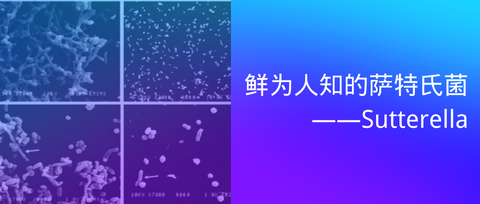 肠道重要菌属——颤螺菌属 （Oscillospira），它为什么如此神秘？ - 知乎