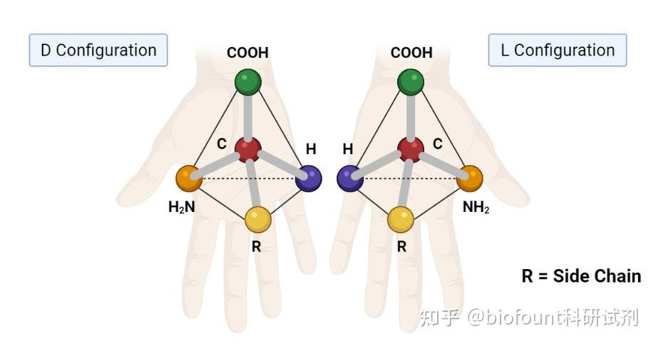 什么是氨基酸，氨基酸有哪些特性？ - 知乎