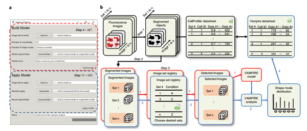 Nat Protoc | AI学习量化细胞和细胞核形态异质性，可用于表型或药物筛选 - 知乎