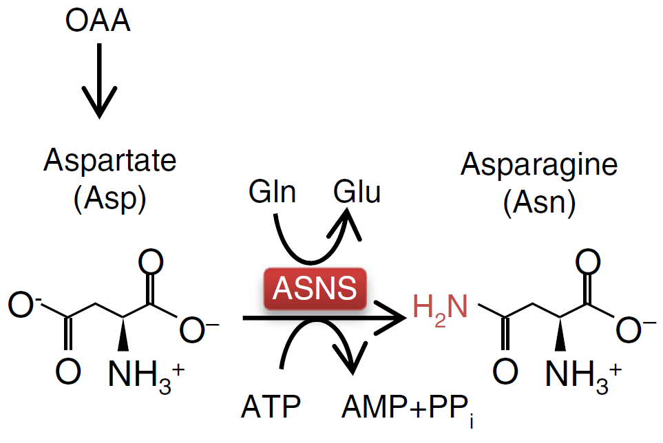 文献阅读：p53介导的Asp-Asn平衡调控LKB1活性并影响细胞存活 - 知乎
