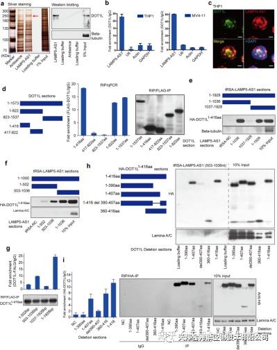 实验干货|RNA pull-down实验原理及应用解析 - 知乎