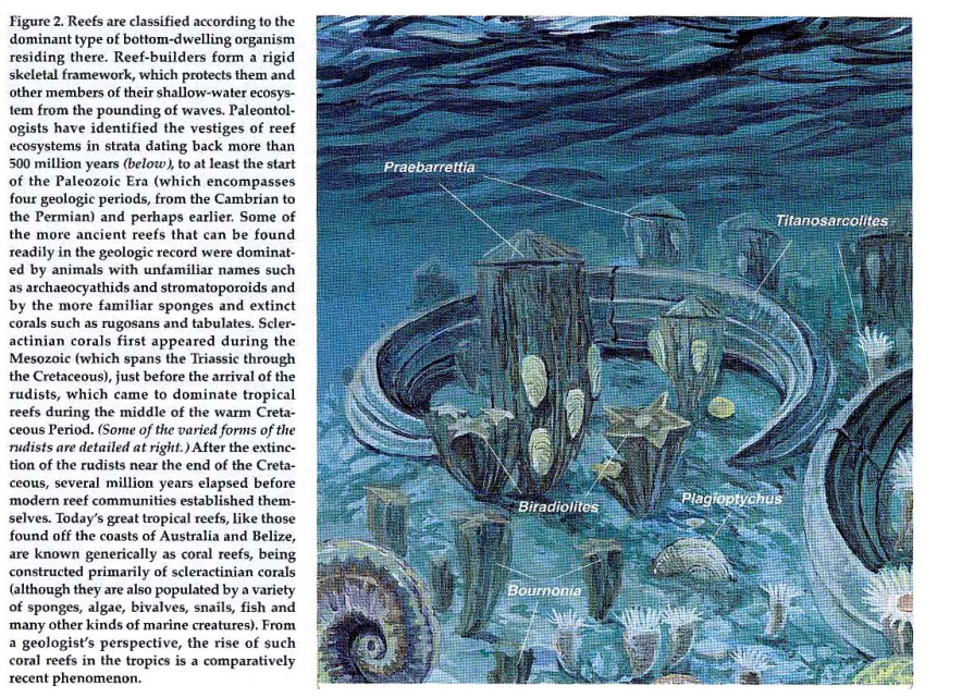 “Rudist”固着蛤的演化史，最伟大的双壳类 - 知乎