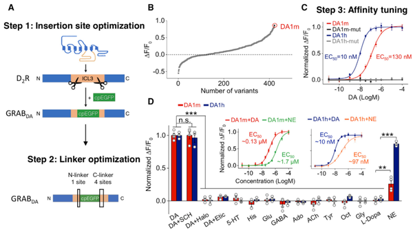 北大李毓龙实验室在可遗传编码神经递质荧光探针领域近五年的研究成果集锦 - 知乎