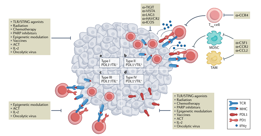 陈列平综述：肿瘤适应性免疫耐受——机制和治疗的机遇 - 知乎