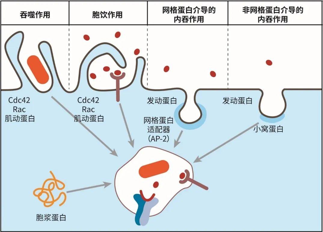 DMPK系列 | 多肽药物的药代特征、研究策略及案例分享 - 知乎
