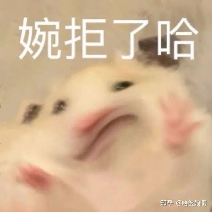 值得收藏的表情包：婉拒专用！！ 知乎 8819