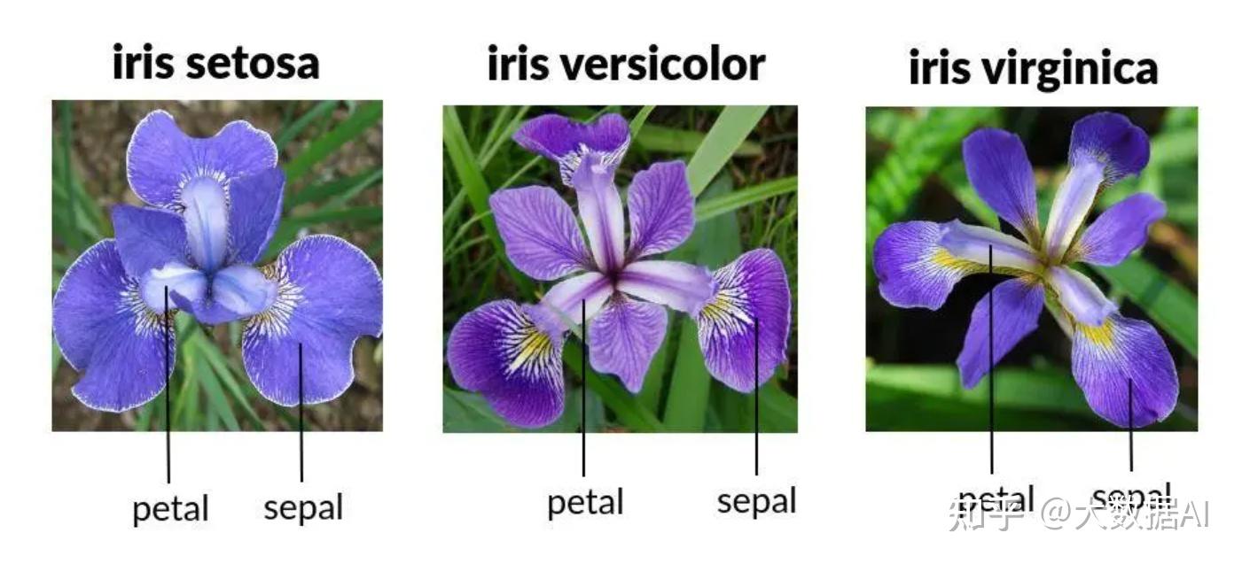 如何使用 sklearn 的决策树来分类鸢尾花数据？ - 知乎