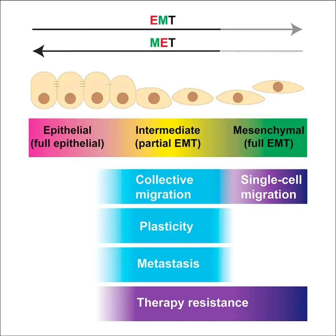 Dev Cell|Gerhard Christofori团队揭示部分和完全EMT对乳腺癌进展的不同贡献 - 知乎