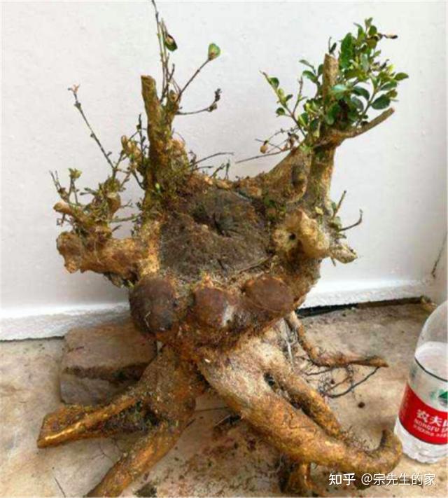 3招就能让树桩快速发芽成活，方法简单，一看就会 - 知乎
