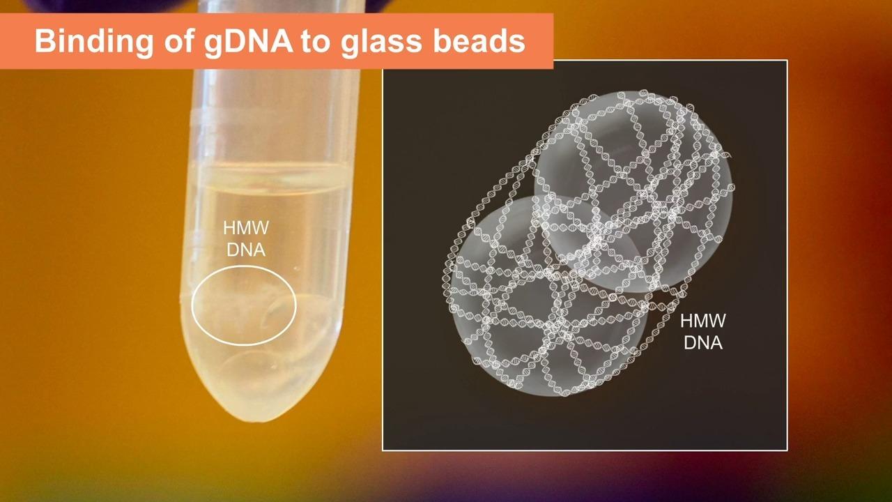 高分子量（HMW）DNA 提取：突破长读长测序应用的瓶颈 - 知乎