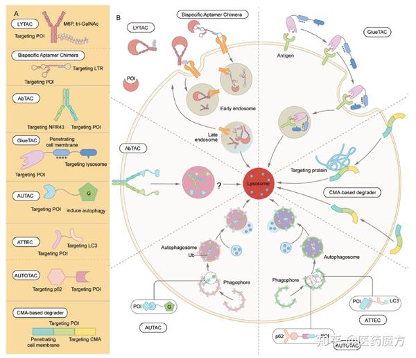 医药魔方 | 12大蛋白降解技术，引领下一轮新药研发浪潮！ - 知乎