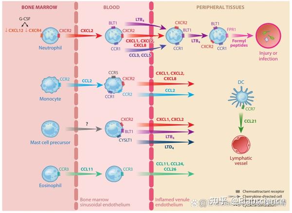 Elabscience_靶标解读丨趋化因子超家族及其受体 - 知乎