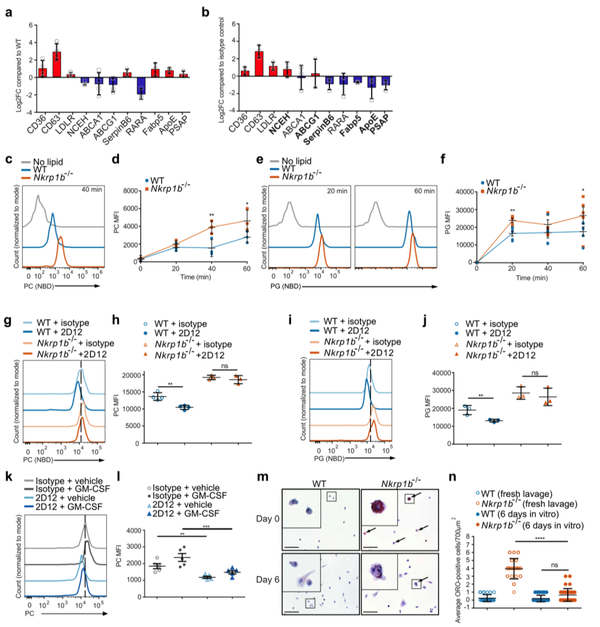 Nature子刊丨通过 C 型凝集素受体进行的肺泡巨噬细胞代谢编程可防止脂肪毒性和细胞死亡 - 知乎