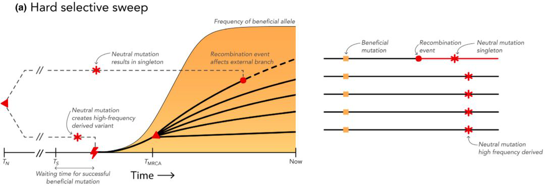 适应过程中的soft sweeps和hard sweep - 知乎