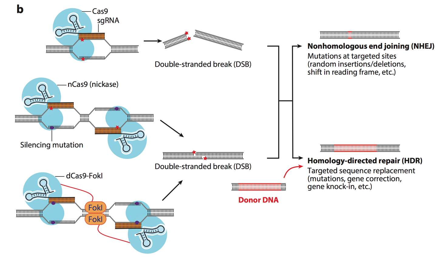 详解CRISPR/Cas系统与其应用 - 知乎