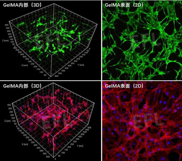 光固化GelMA明胶水凝胶系列一览！ - 知乎