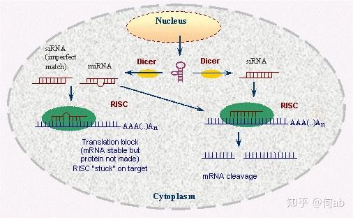 RNA 干扰 - RNA interference - 知乎