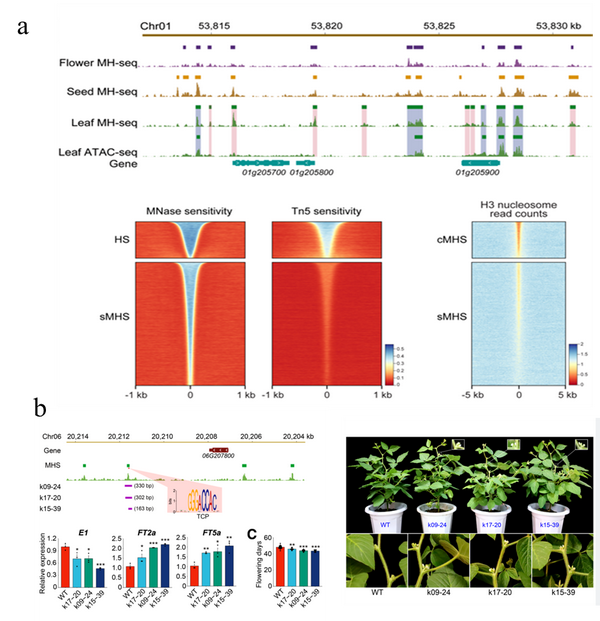 PNAS | 蒋继明/孟凡立合作揭示大豆调控序列重塑是导致重复基因转录变化的基础 - 知乎