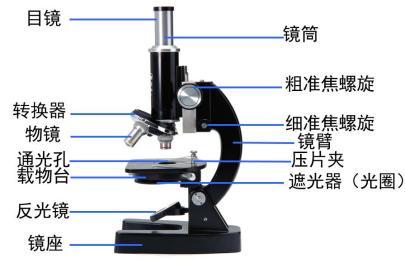显微镜的结构和使用 - 知乎