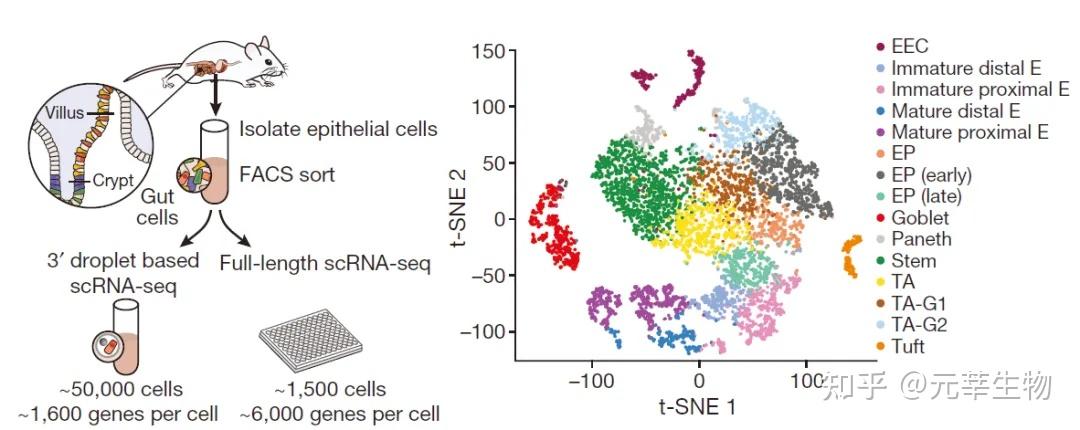 单细胞转录组系列——Smart-seq2技术 - 知乎