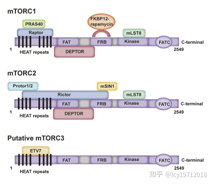 mTOR信号通路（一） - 知乎