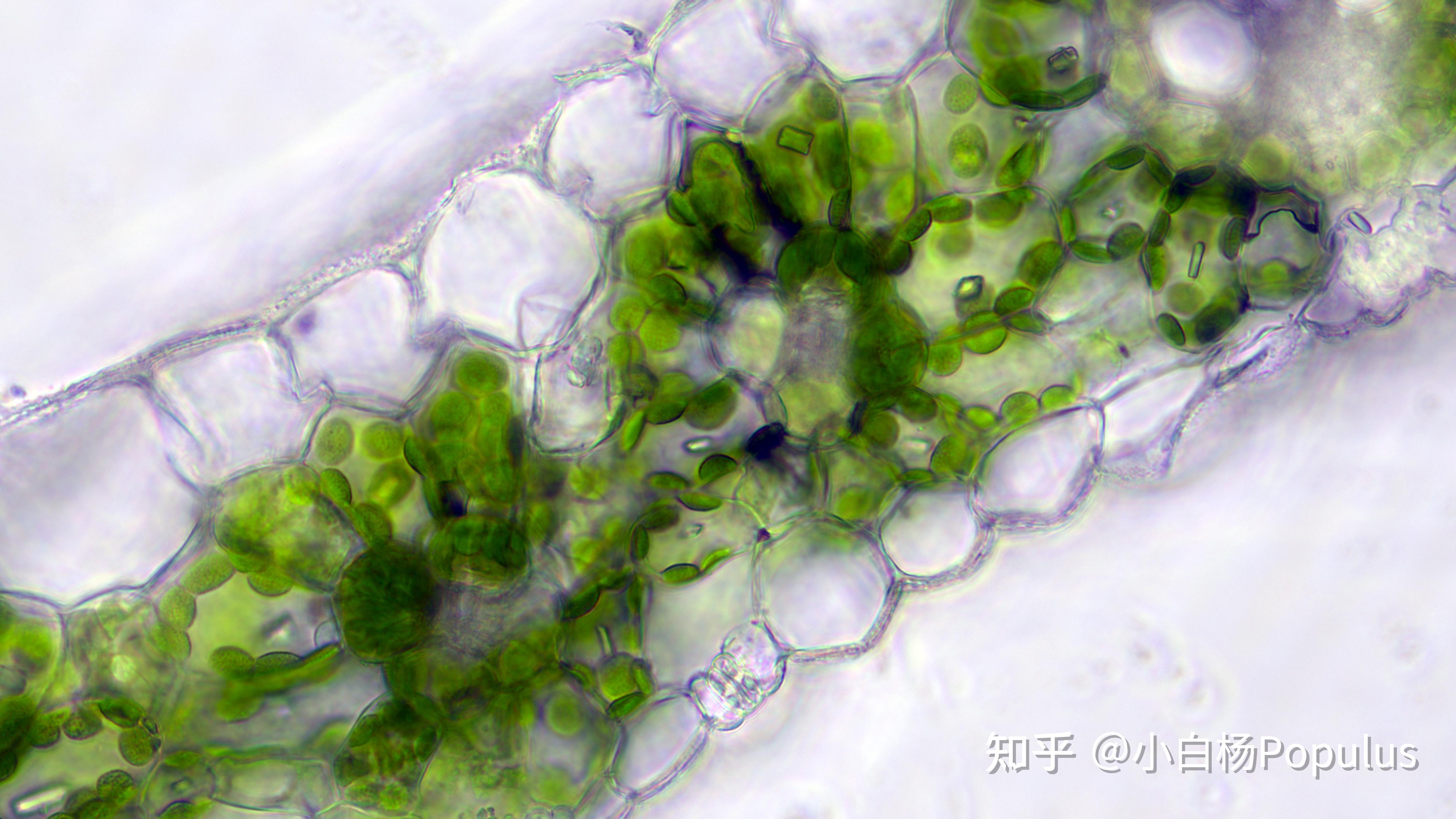 C3与C4植物有何不同？ - 知乎