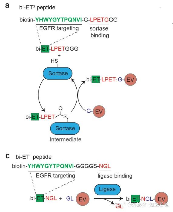 GE11让肿瘤庇护神EGFR无可遁形 - 知乎