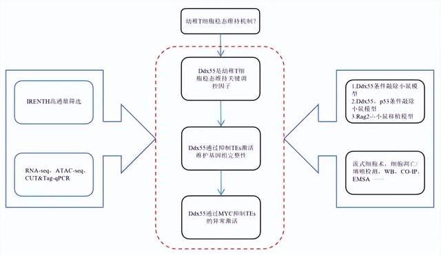 Sci Immunol封面文章｜基因编辑小鼠告诉你Ddx55如何维护幼稚T细胞稳态 - 知乎