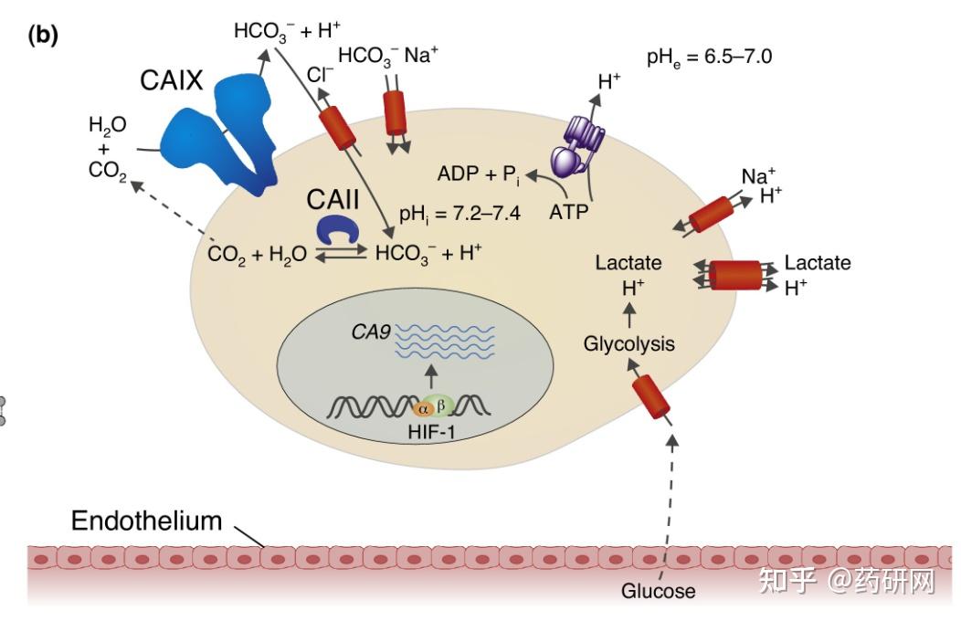 CA9(CAIX): 缺氧实体瘤中的高表达靶点 - 知乎