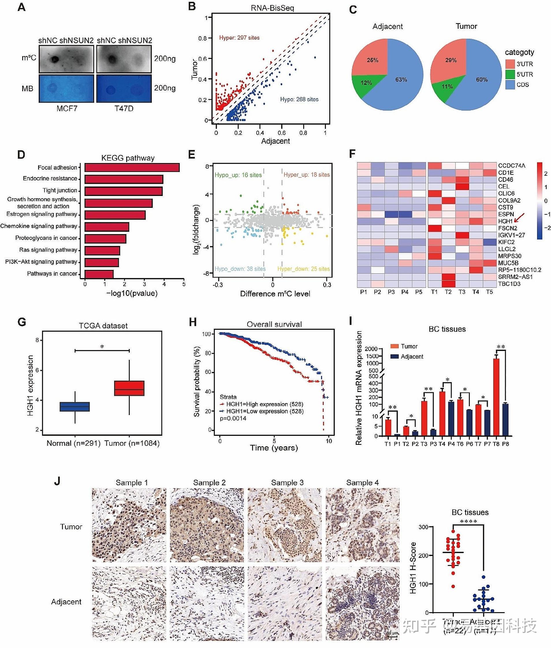 NSUN2/YBX1介导m5C甲基化增强HGH1 mRNA稳定性以促进肿瘤进展 - 知乎