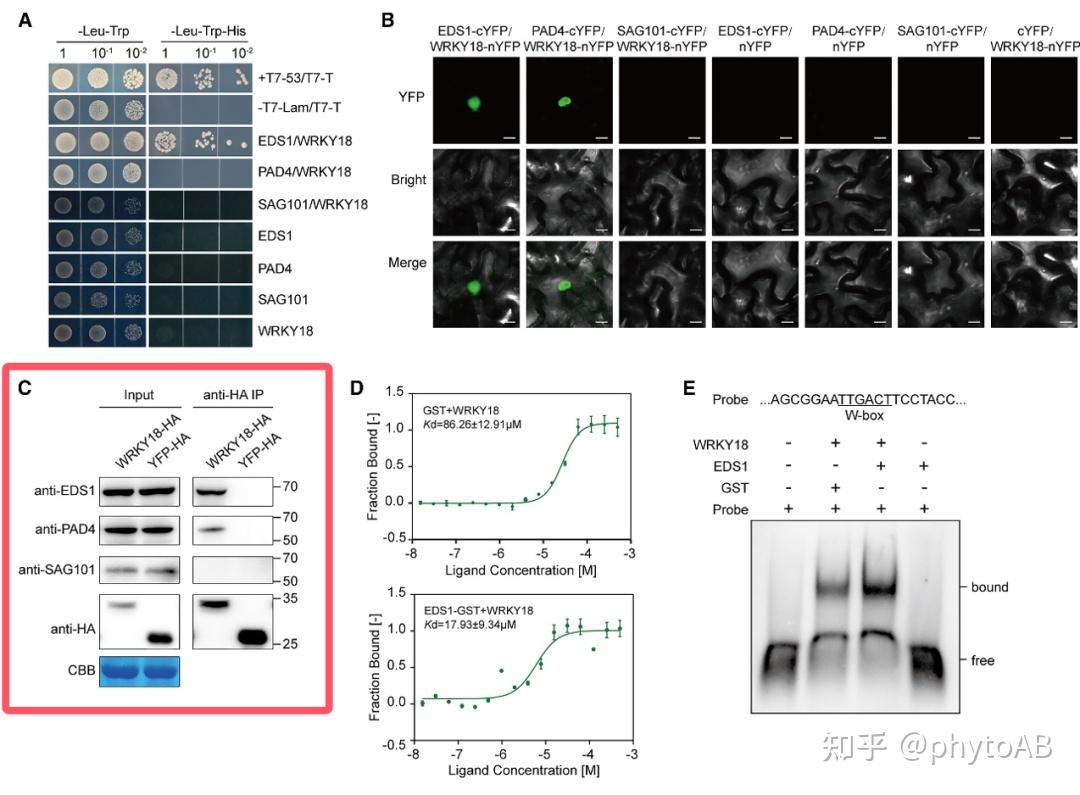PhytoAB助力顶尖科研：Cell Rep:蜡样芽孢杆菌 NJ01 通过 EDS1-WRKY18 模块诱导 SA 和 ABA 介导的针对细菌 ...