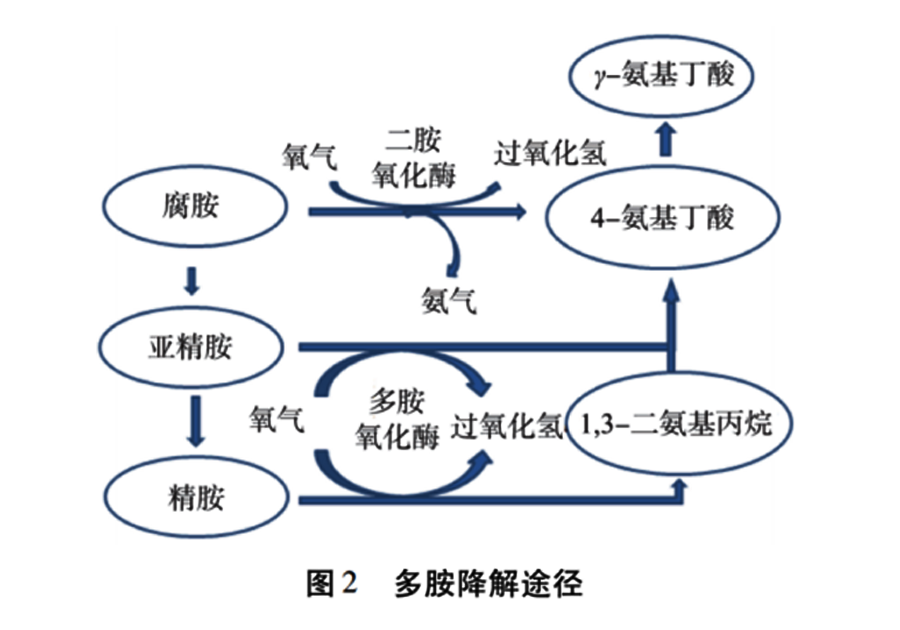 什么是γ-氨基丁酸（GABA）？有什么作用？ - 知乎