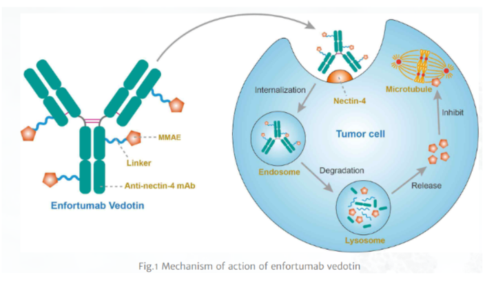 优爱蛋白：开启KIF蛋白研究的“新引擎” - 知乎