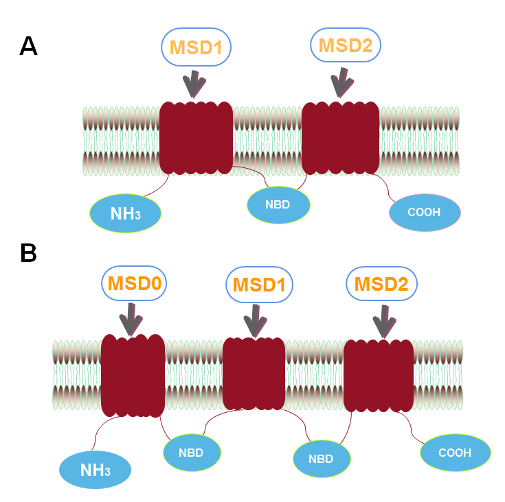 AJCR 综述︱上海中医药大学王磊/季光/吴涛团队评述多药耐药蛋白在疾病中的作用及研究进展 - 知乎