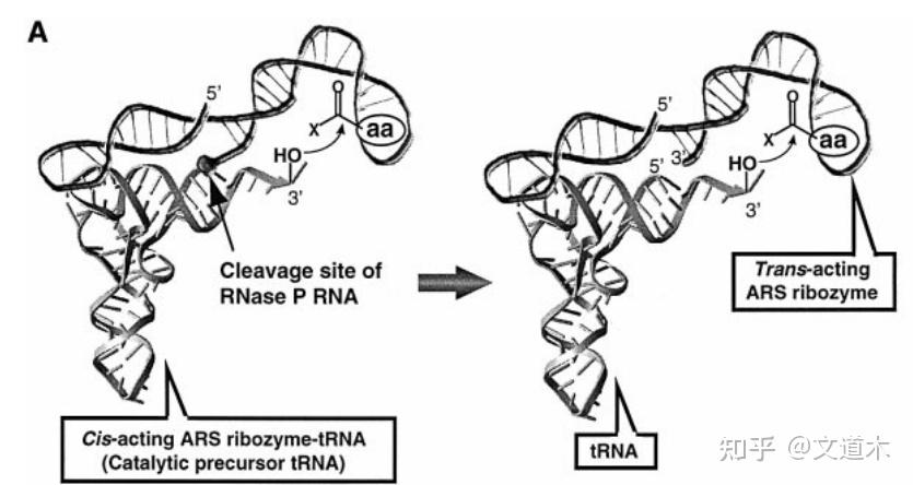 PeptiDream-mRNA展示（2） - 知乎
