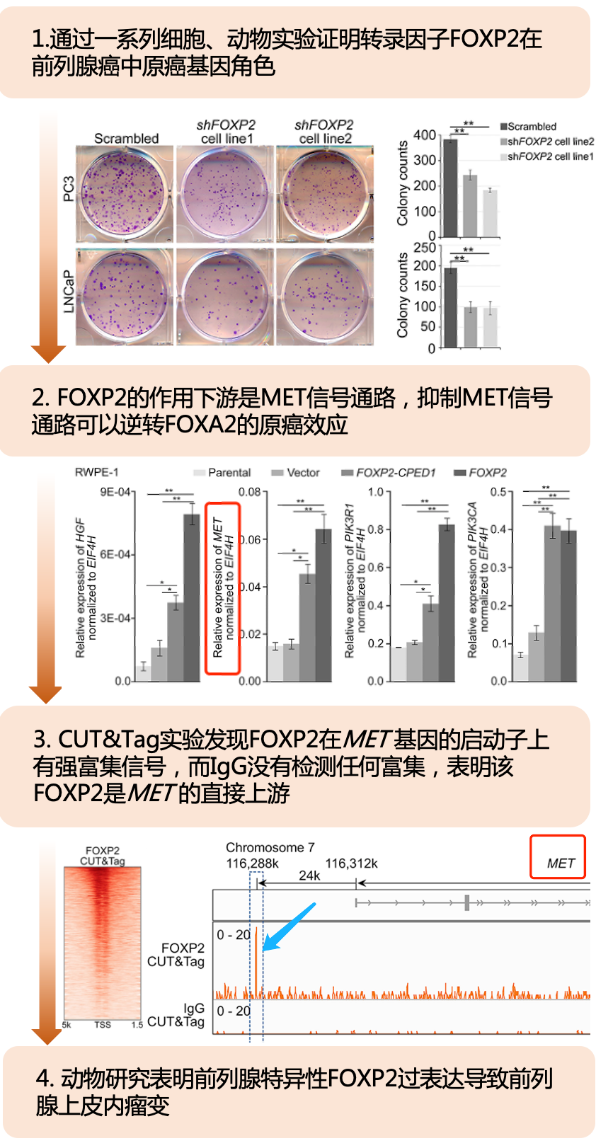三大经典CUT&Tag应用场景 - 知乎