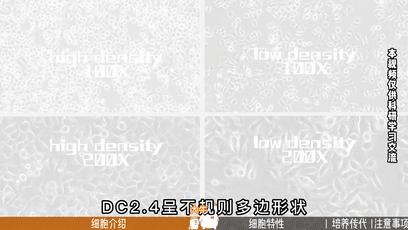 DC2.4细胞培养，一种永生化的小鼠树突状细胞培养攻略-丰晖生物 - 知乎