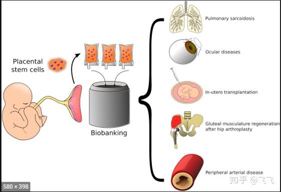 Placental Stem Cell Collection and Market Size - 知乎
