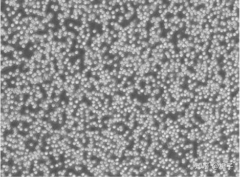 THP-1细胞培养经验与要点 - 知乎