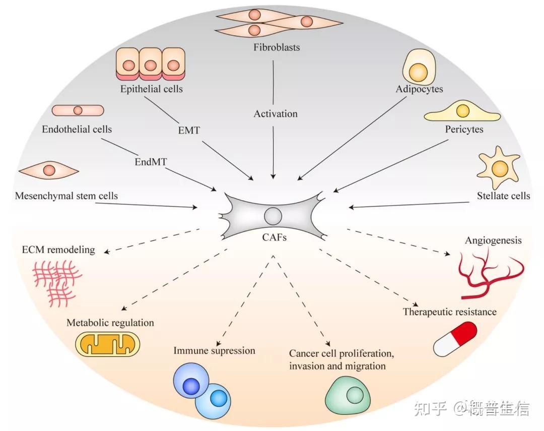 火爆全网的癌症相关成纤维细胞(CAF)最全面总结 - 知乎