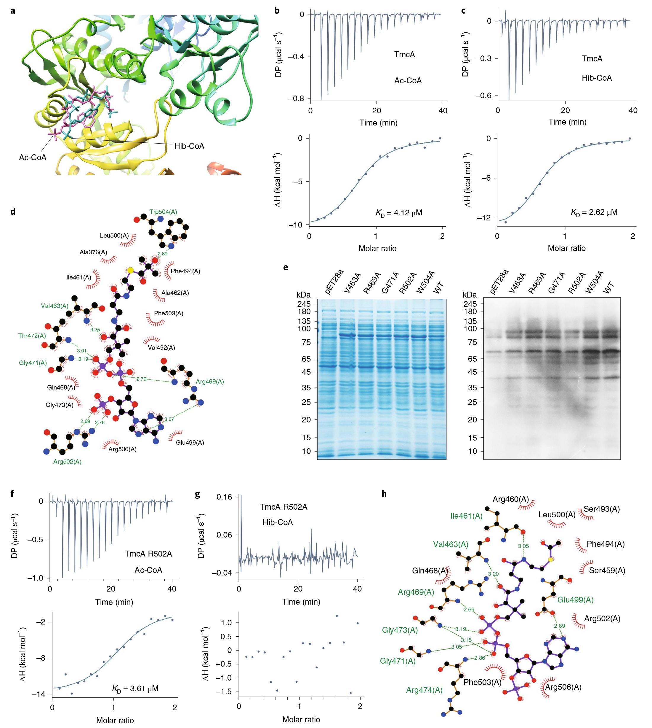 Nat Chem Biol | 天津医科大学张锴组发现赖氨酸2-羟基异丁酰化修饰酶TmcA及调控细菌耐酸新机制 - 知乎