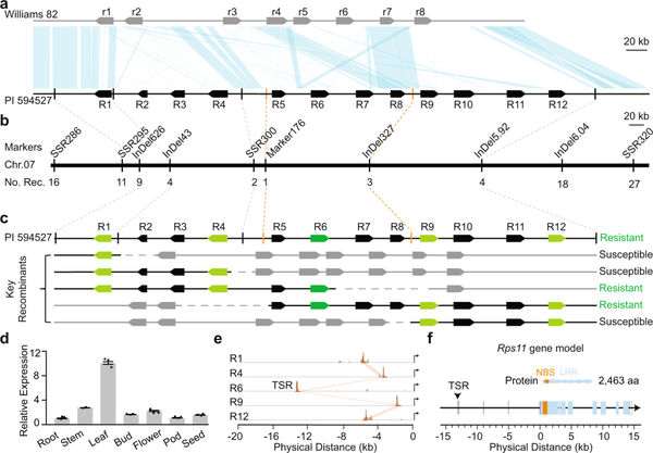 大豆中的一个NLR基因具备对疫霉菌广谱抗性 - 知乎