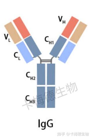 鼠IgG，兔IgG，绵羊IgG介绍 - 知乎