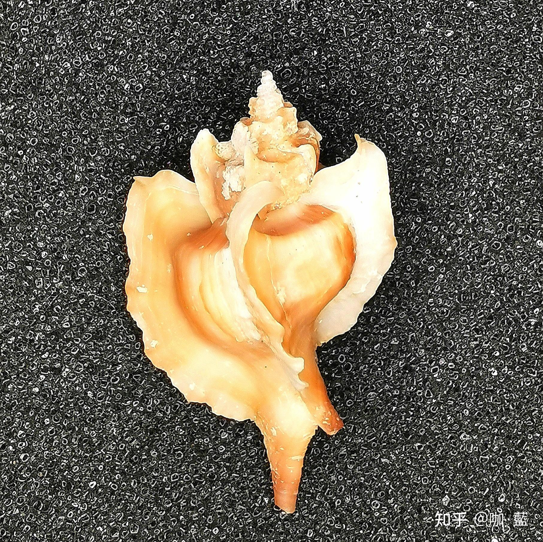 中国海域刍秣螺亚科（Ocenebrinae)的最新分类资料 - 知乎