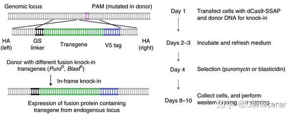 无切割基因敲入系统：dCas9-SSAP，主打一个Cleavage-Free！ - 知乎