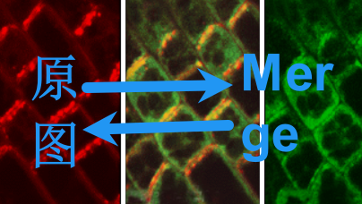 Image J介导的Merge图和原图之间的相互转换！ - 知乎
